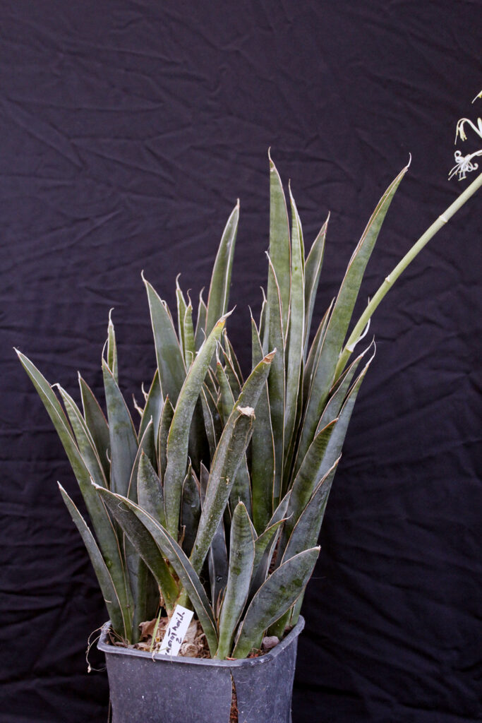 S. aethiopica – International Sansevieria Society