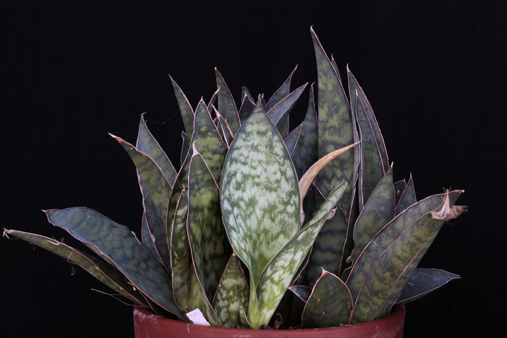 S. elliptica – International Sansevieria Society