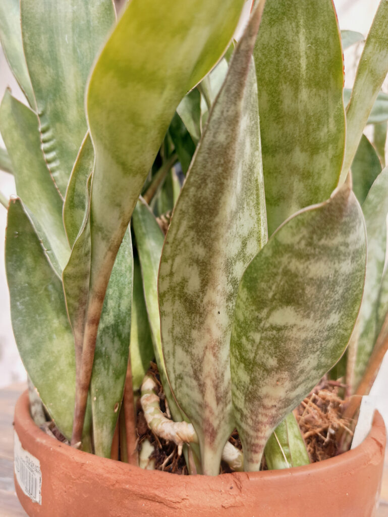 S. concinna – International Sansevieria Society