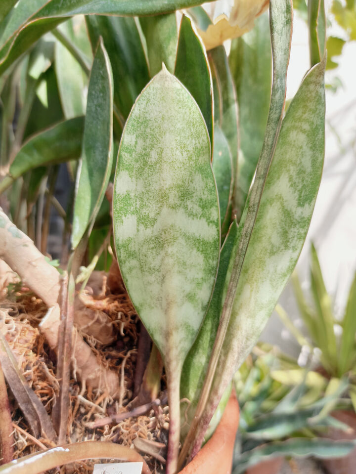 S. concinna – International Sansevieria Society