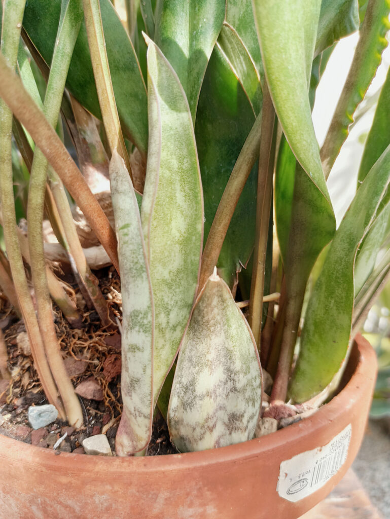 S. concinna – International Sansevieria Society