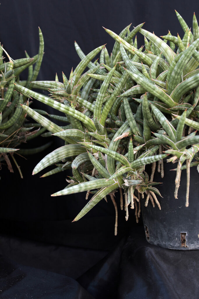 S. suffruticosa ‘Lav. 1970’ – International Sansevieria Society