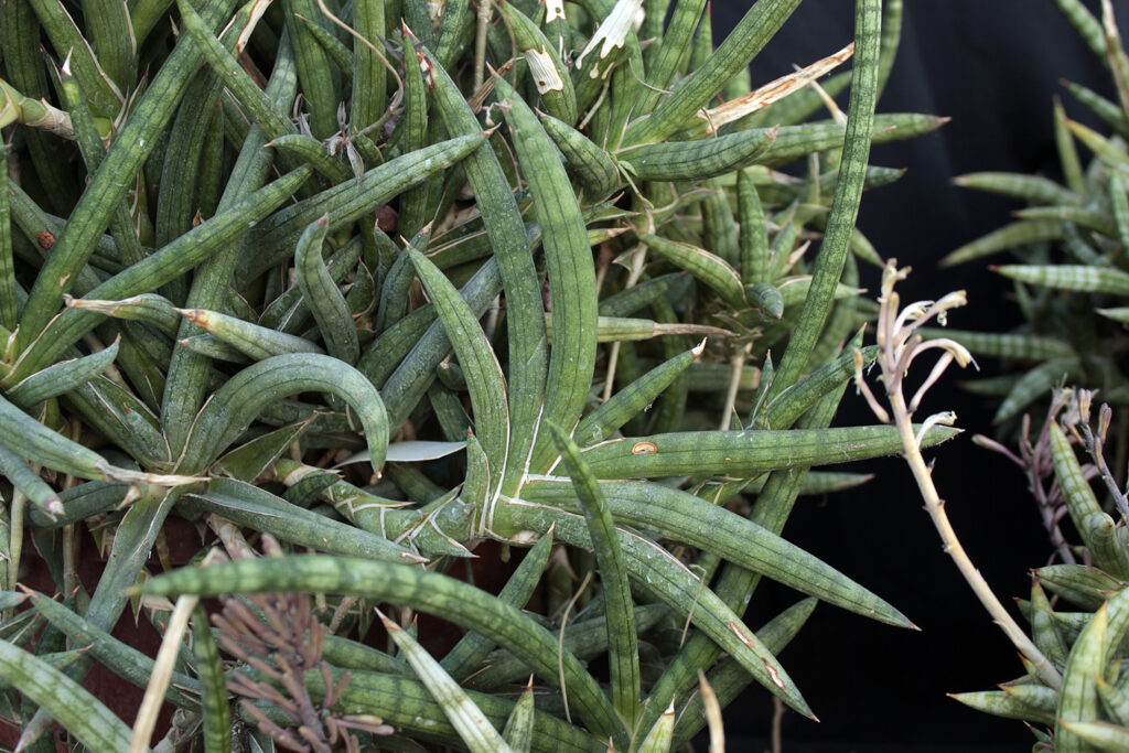 S. suffruticosa ‘Lav. 1970’ – International Sansevieria Society